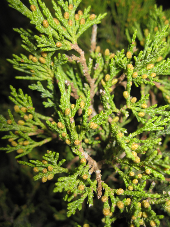 Juniperus species comparison