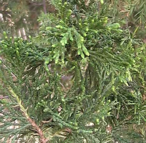 Juniperus species comparison