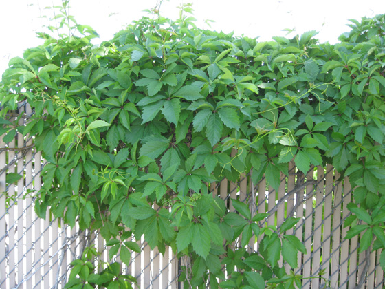 Parthenocissus quinquefolia