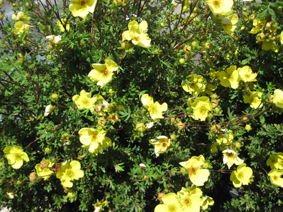Potentilla fruticosa